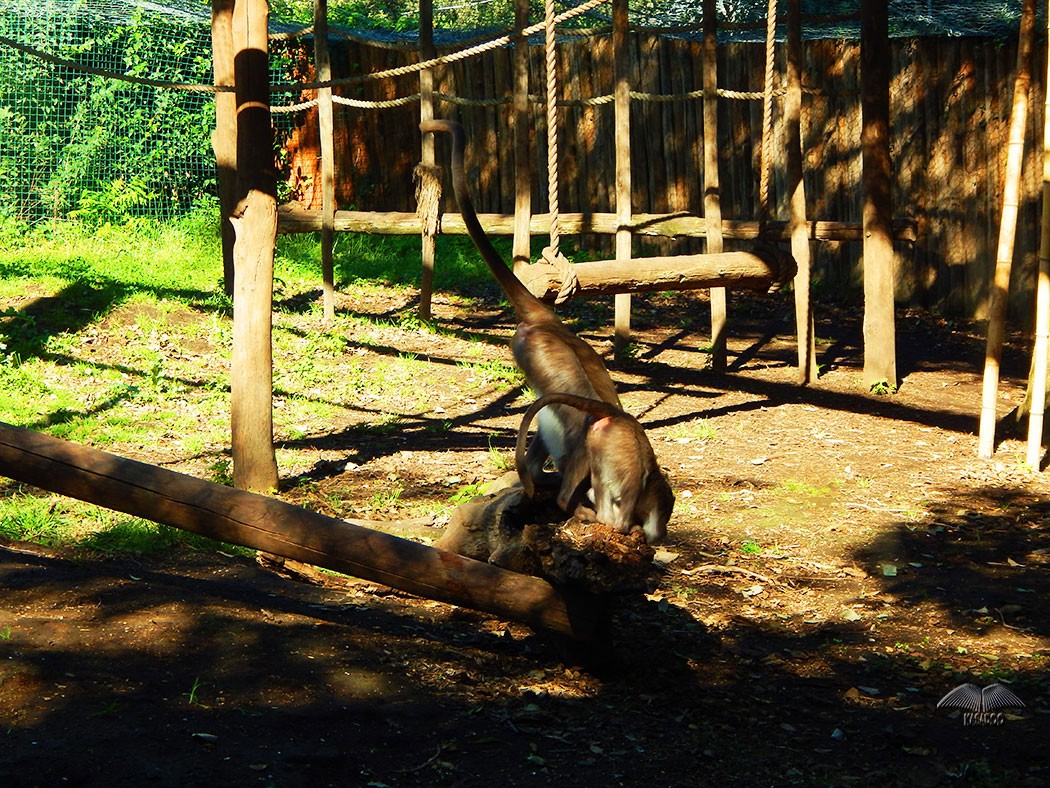 Photos of Rome’s Zoo Bioparco - KASADOO