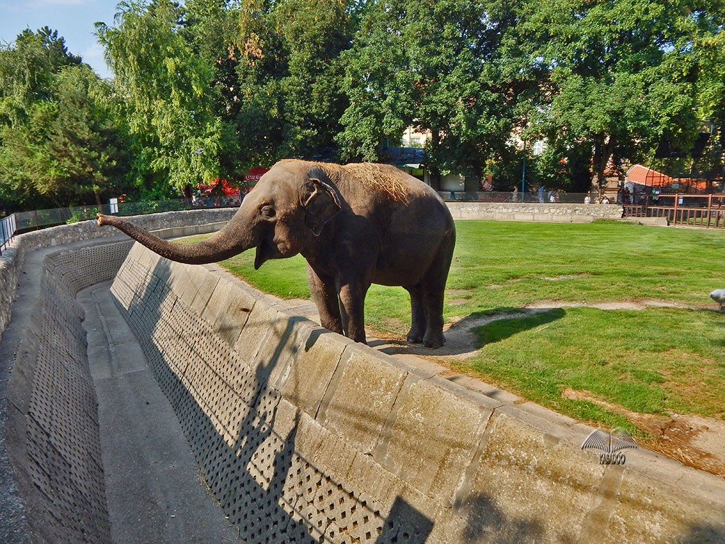 Slike Zoološkog vrta u Beogradu - KASADOO