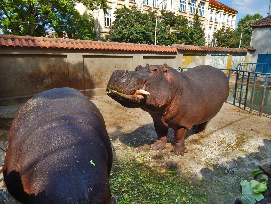 Slike Zoološkog vrta u Beogradu - KASADOO